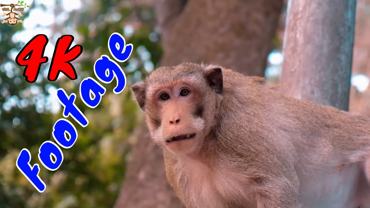 4K Quality Animal Footage - Monkeys Beautiful Scenes Episode 29 | Viral ...
