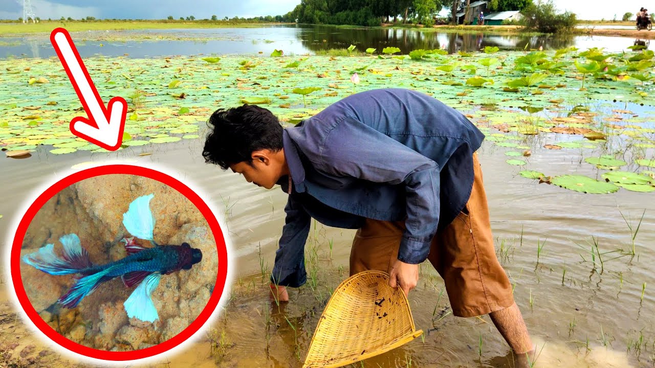 Wonderful Day Found And Catch A Lot Betta Fish And Lovely Betta Fish ...