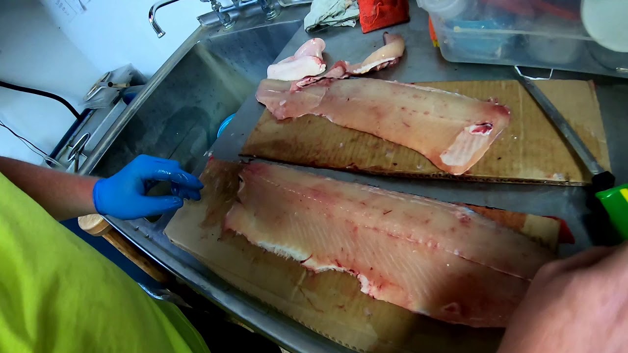 How to fillet a northern pike - YouTube