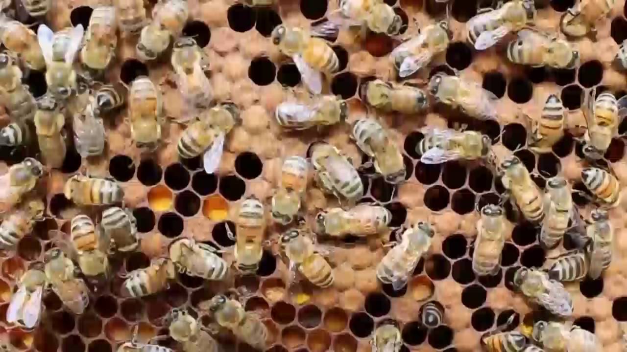 Emerging worker bee - YouTube