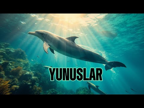 Yunus - Hayvanları Öğreniyorum - yunus balıklarının en önemli özellikleri #deniz #doğa #hayvanlar