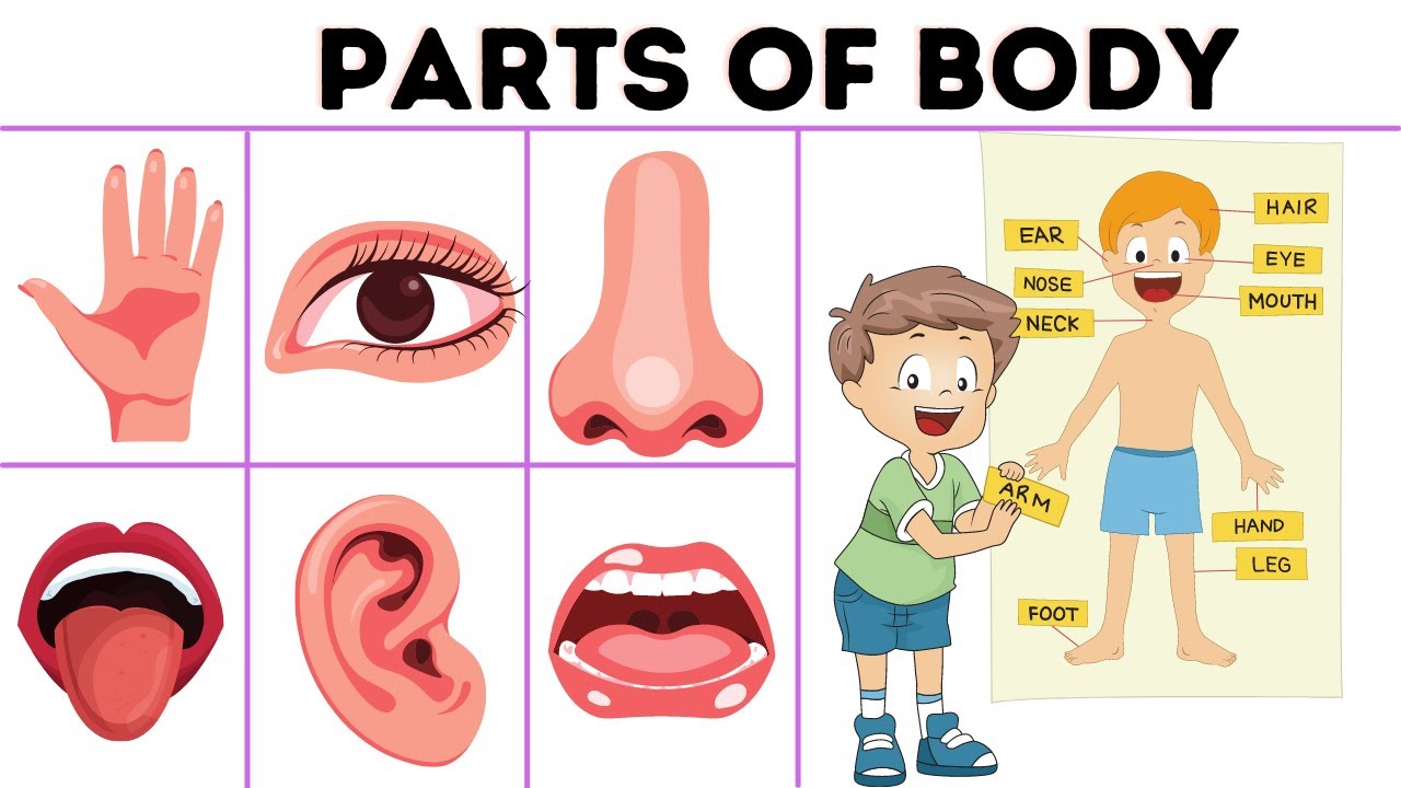 Parts of Body | Learn Body Parts For Kids | Human Body Parts | Body ...