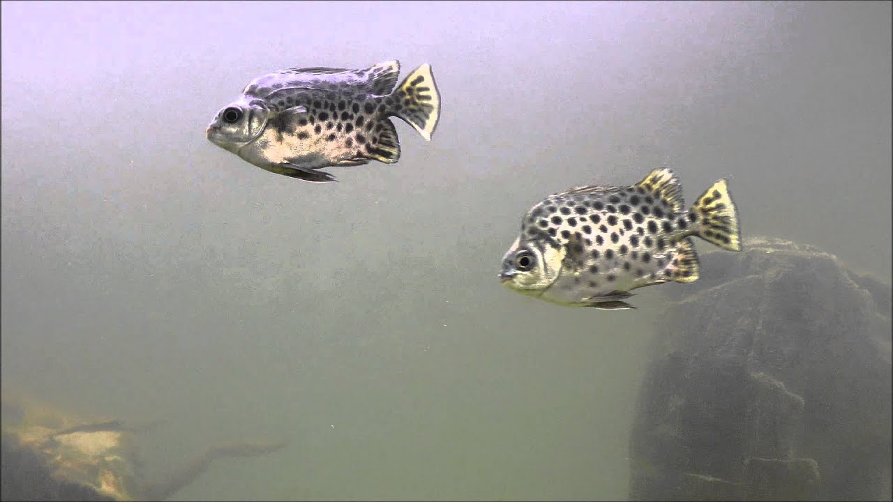 600 Liter brak water tank Brackwasser Scatophagus argus - YouTube