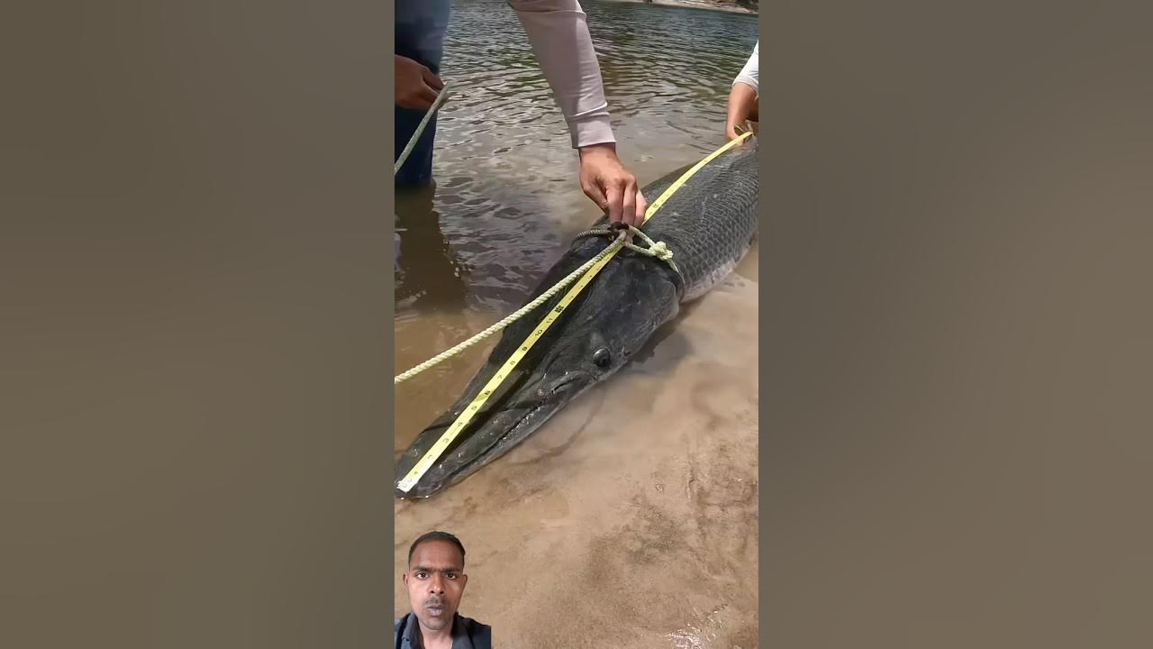 63 meter Lambi big fish😱 #fishing #fish #bassfishing #fishinglife #shortsfeed #handfish # ...