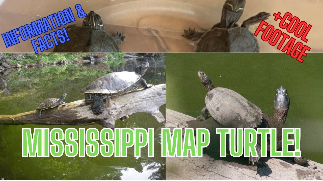 Mississippi Map Turtle: Information & Facts - YouTube