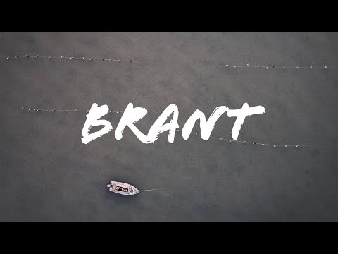 Brant Hunting | WA State Veteran BRANT Hunt - YouTube