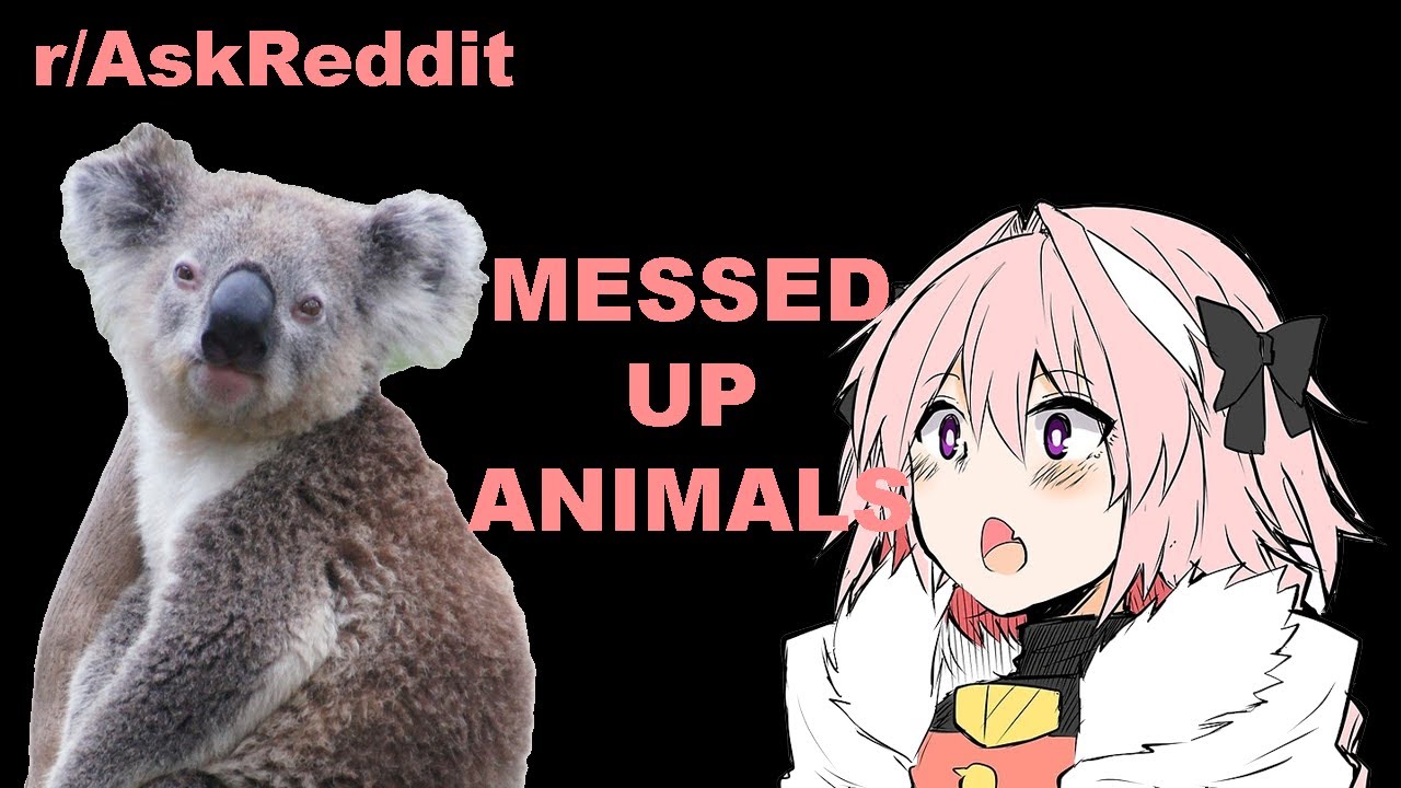 r/AskReddit, What Are the Most Messed Up Animals? - YouTube