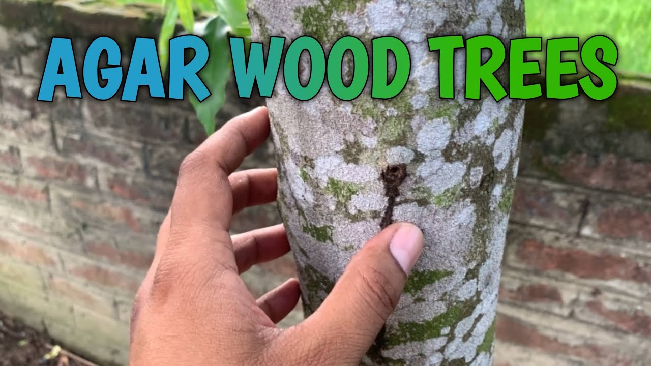 Agar Wood Trees || Agar Wood Ka Trees Fully Mature Kab Hota Hain ...