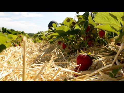 Ouverture de la cueillette aux champs - YouTube