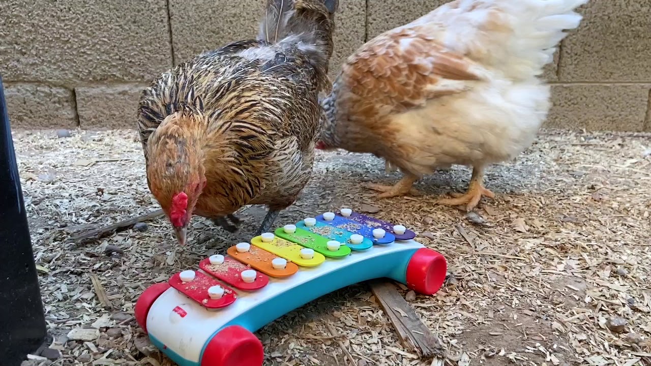 Musical Chickens - YouTube