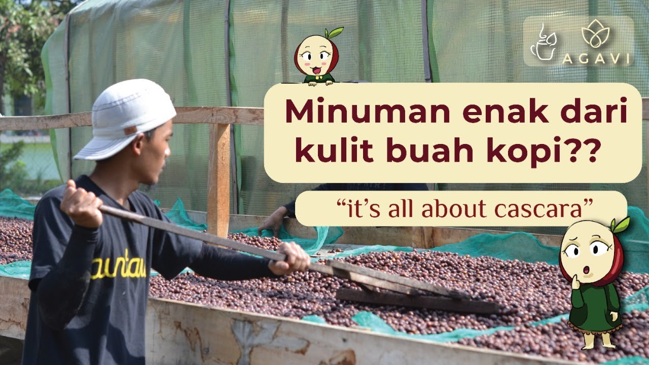 Minuman Enak dari Kulit Buah Ceri Kopi? Netisane Cascara Tea lah ...