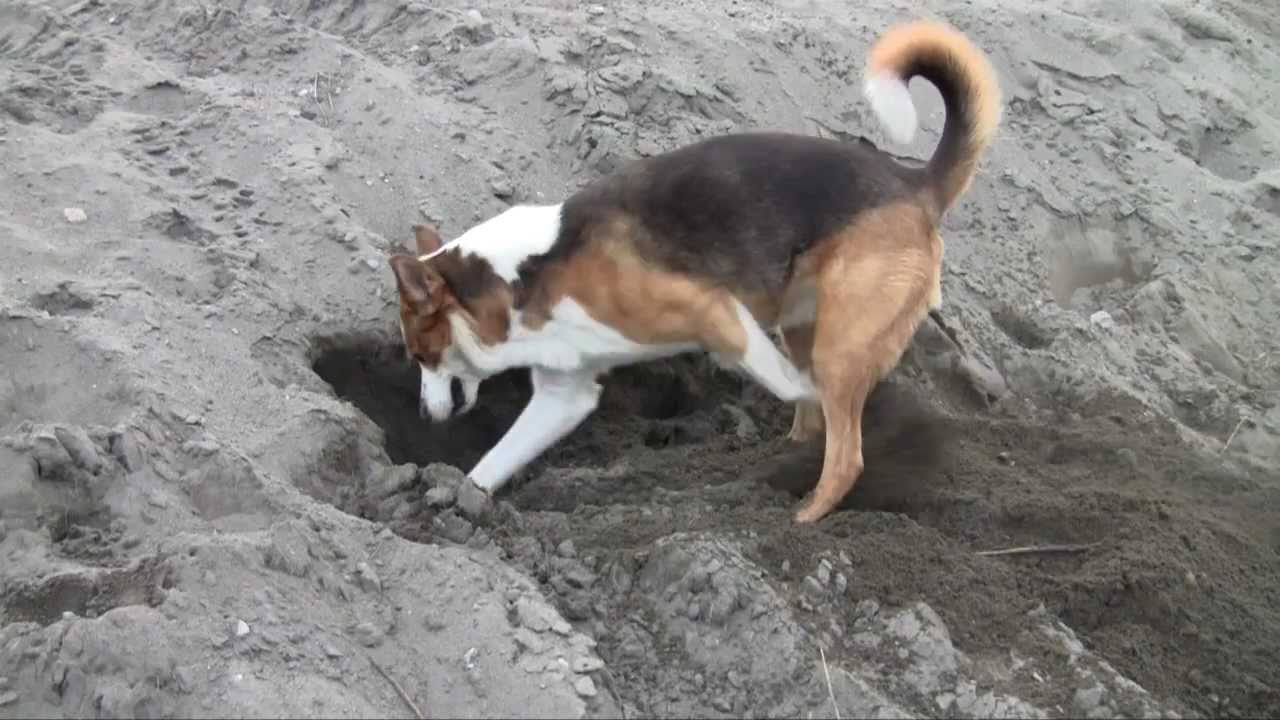 Funny - happy digging dog - YouTube