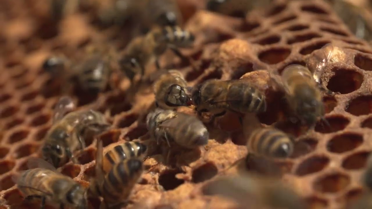 Naissance d'une abeille au coeur de la ruche - YouTube
