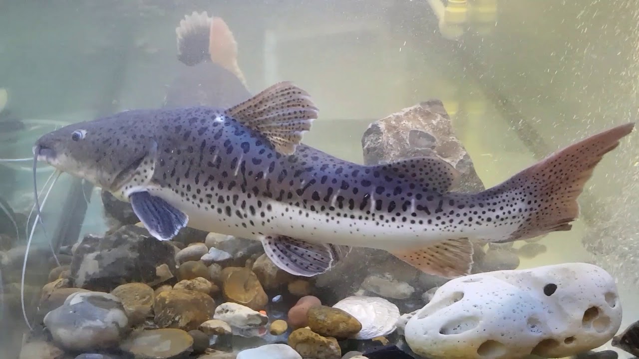 Hand Feeding monster fishes - YouTube