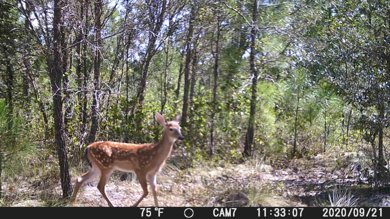 Victure HC300 trail camera pickup - YouTube