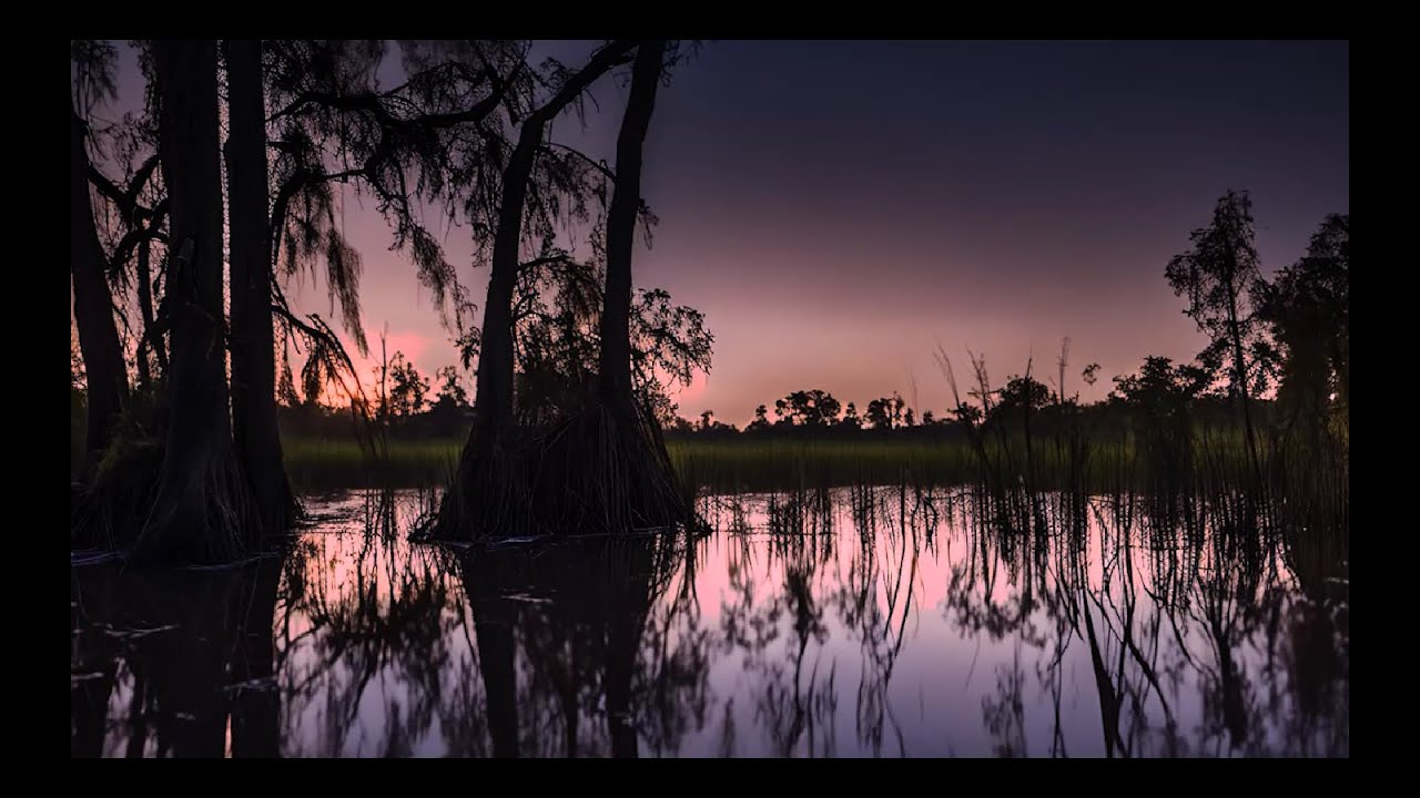 Relaxing Swamp Soundscape: Frog & Cricket Night Sounds for Sleep - YouTube