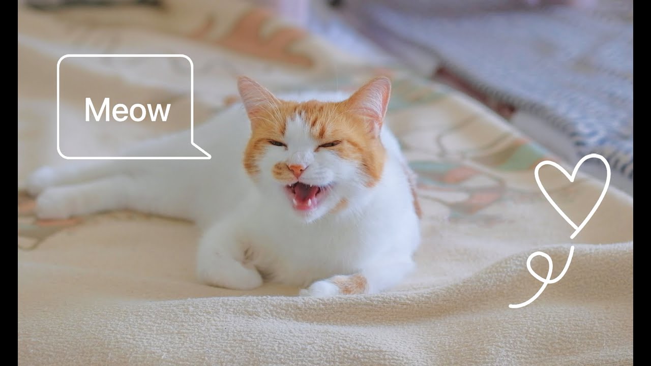 🐈Meow, meow and meow again😍☀️ - YouTube