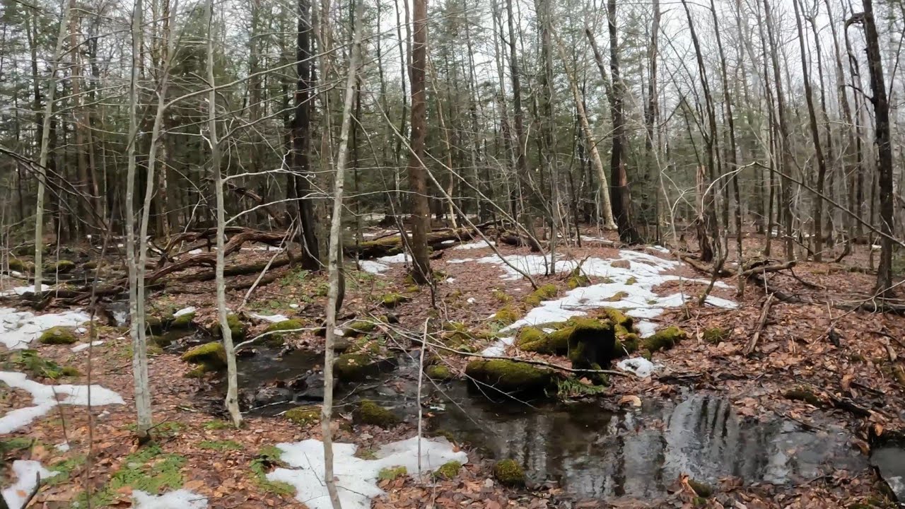 March Forest: Patches of Snow and Green - YouTube