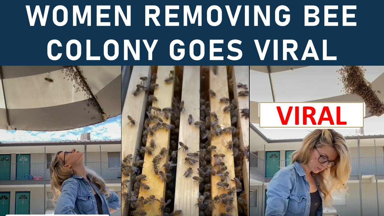Woman Removing Bee Colony Video Goes Viral | Erika Thompson from Texas Beeworks Removes Bee ...