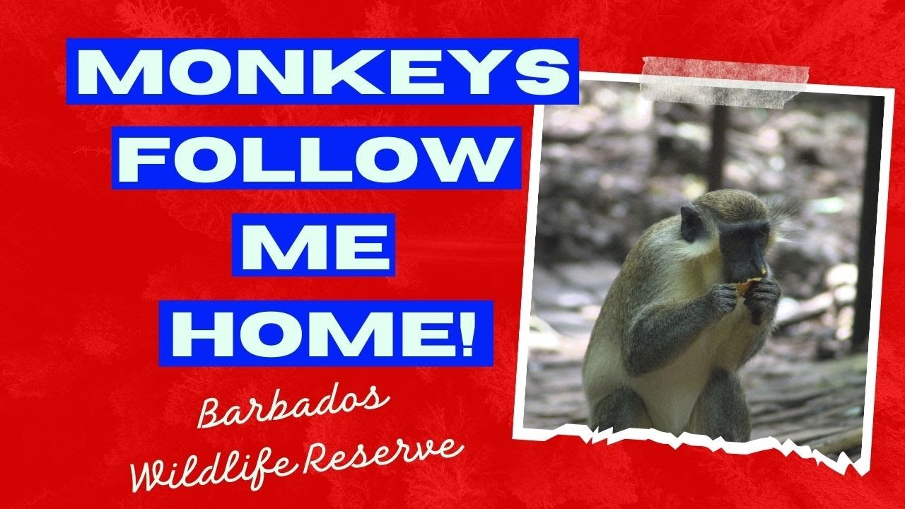 Followed home by monkeys - YouTube