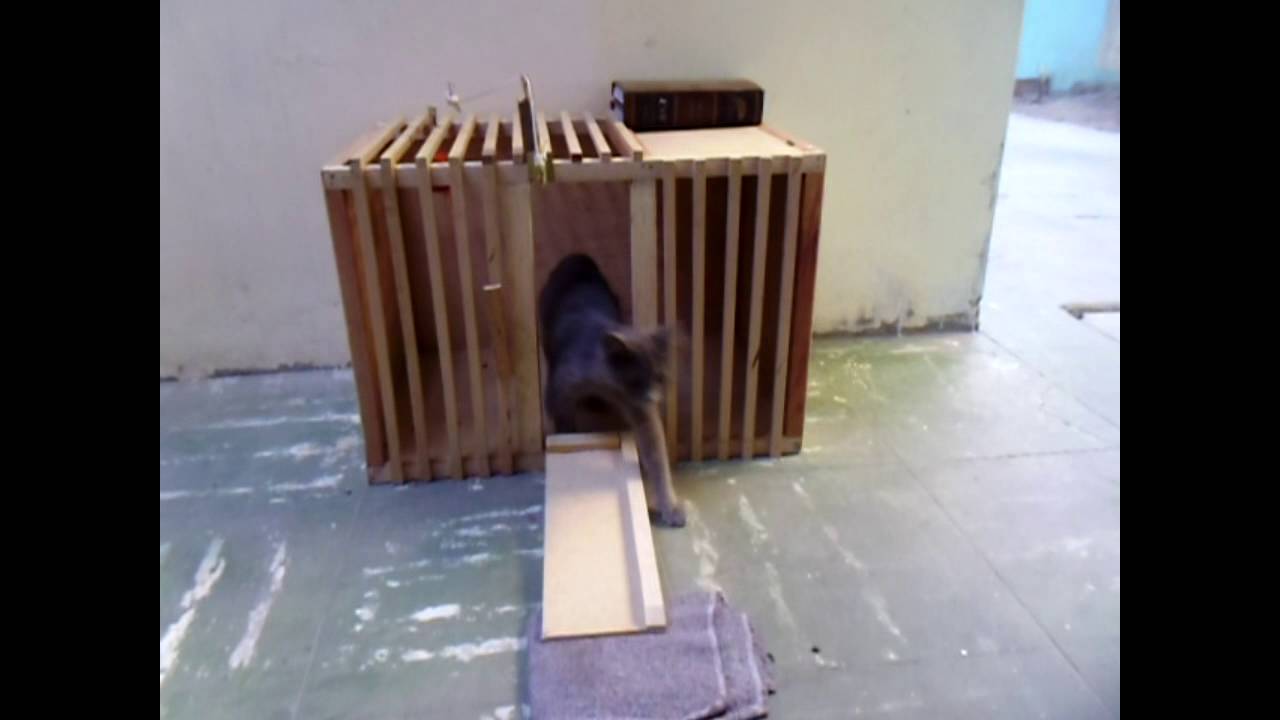 LEY DEL EFECTO (caja de Thorndike-grupo 18) - YouTube