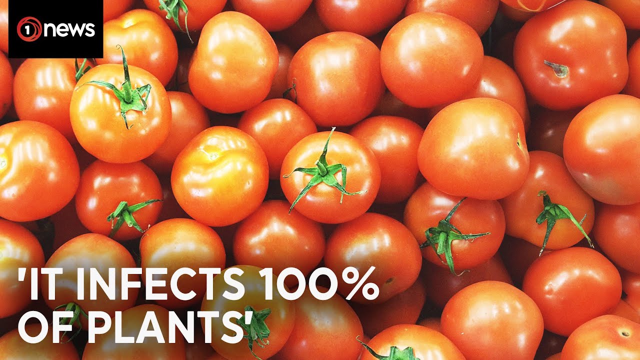 Tomato crisis: NZ temporarily slams door on Aussie imports | 1News on ...