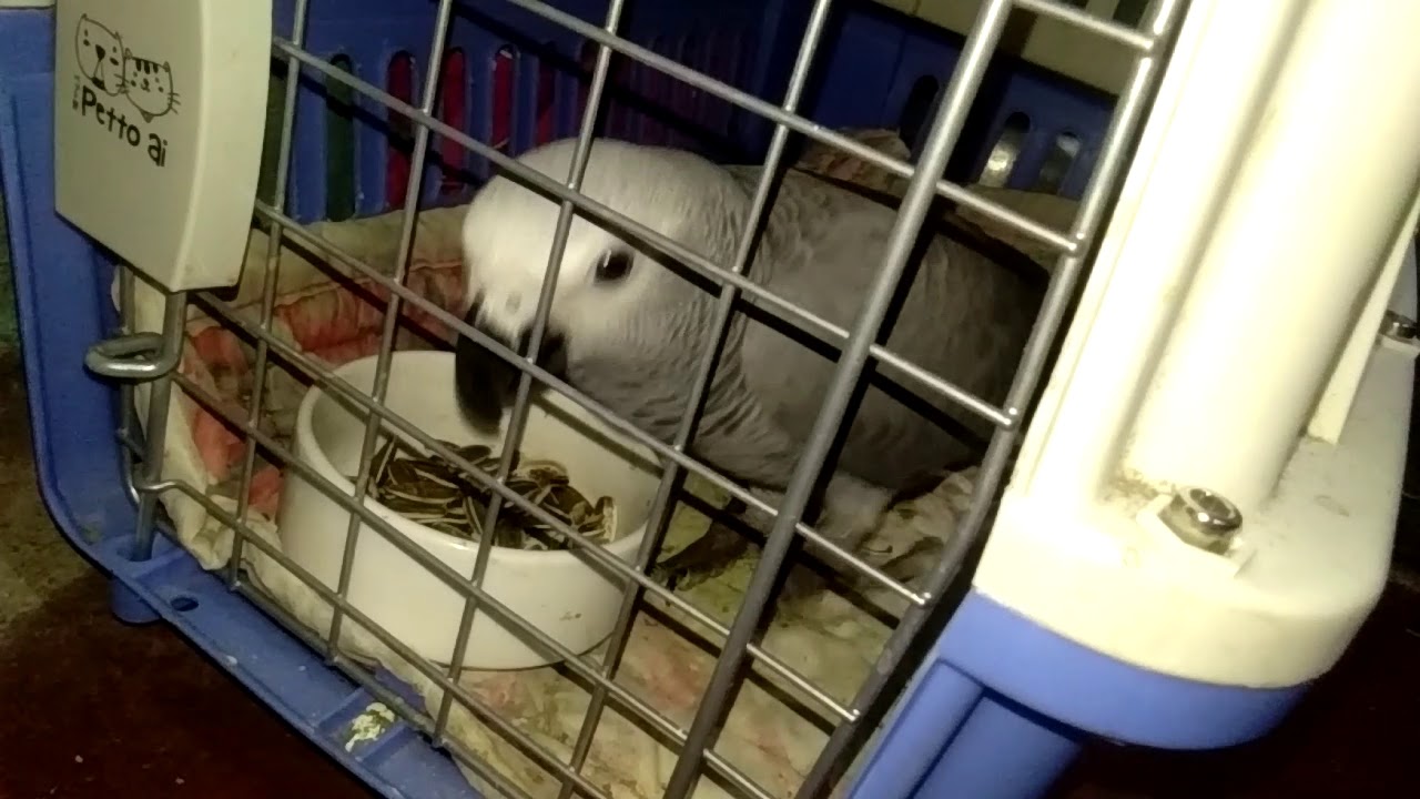 African Grey Parrot Wave in 90 Seconds - YouTube