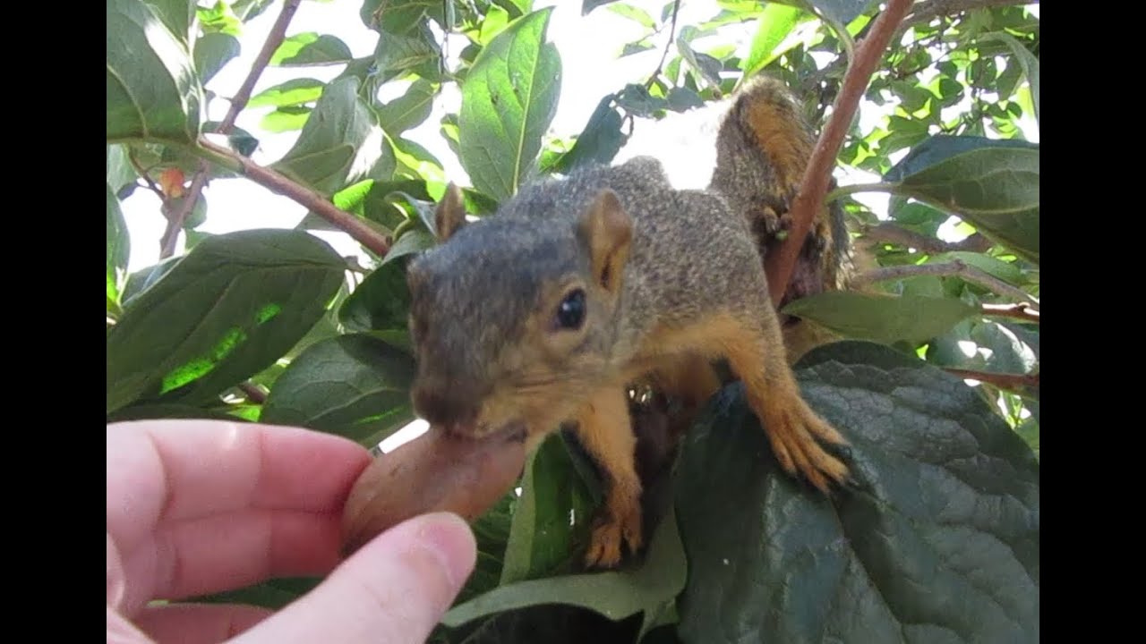 Mrs Munchie the Fox Squirrel Visits and Jack Relaxes in His Tree (10-18 ...