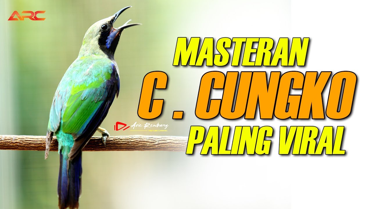 MASTERAN CUCAK CUNGKO GACOR PALING VIRAL - YouTube