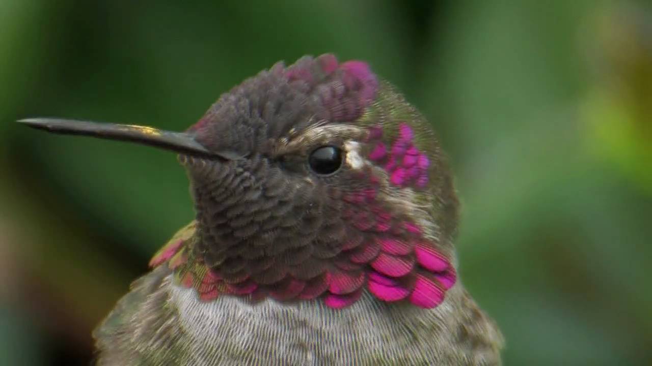 Hummingbird (HD) - YouTube