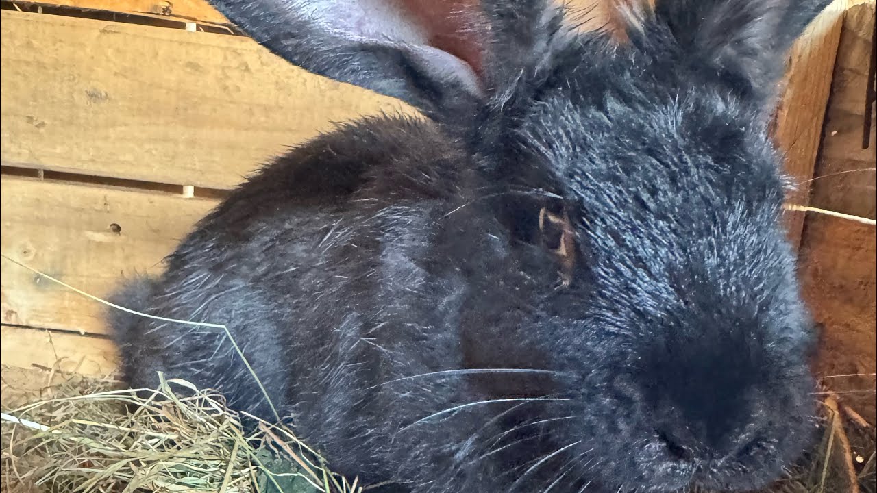 The happiest Bunny Rabbit! BEVERLY. #rabbitube #cute #rabbitofarmino # ...