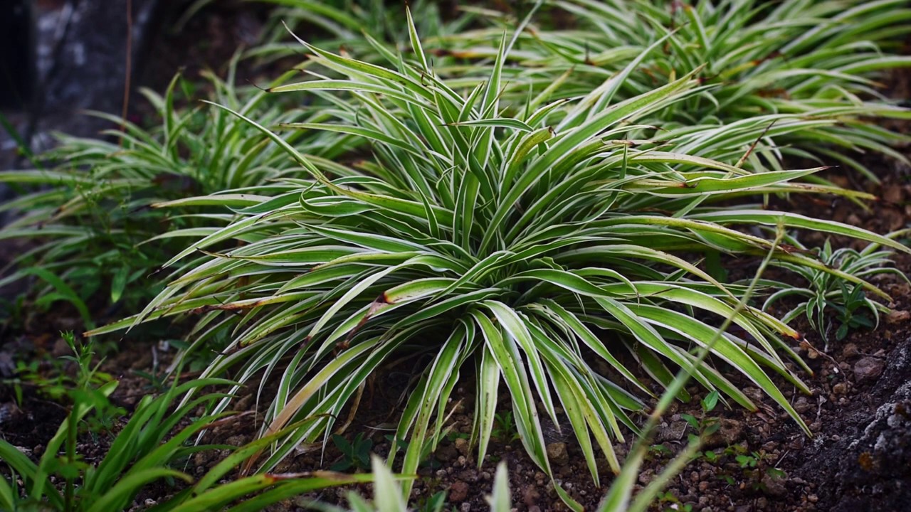 Bushy Bush - Nature Stills - YouTube