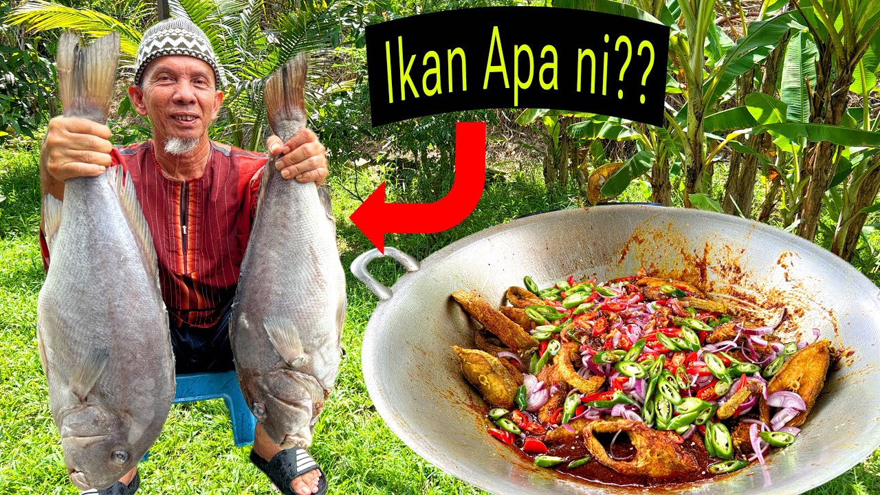 IKAN MASAK TOMATO | IKAN BESAR DARI LAUT ‼️ - YouTube