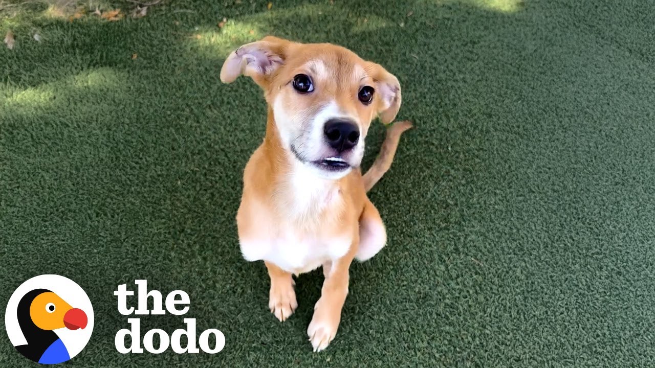 Puppy Who Kept Being Overlooked Gets Rescued At The Last Minute ...