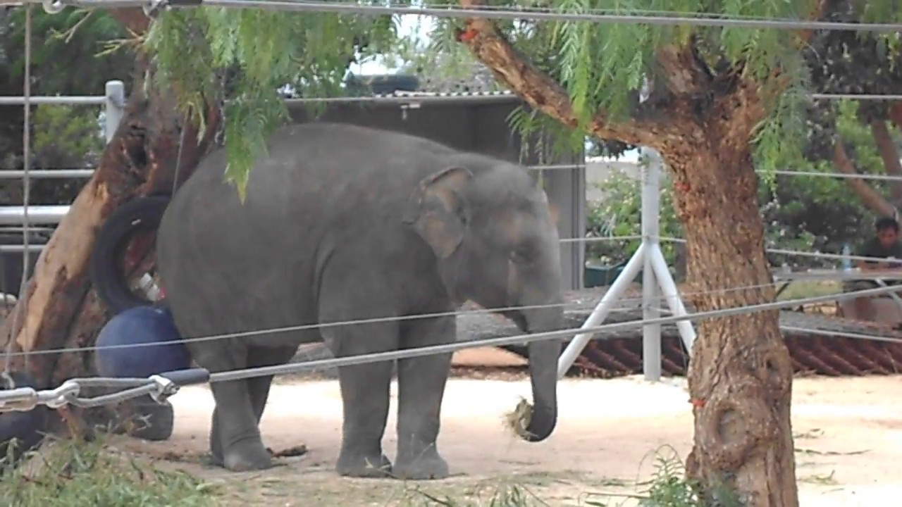 The first Asian Elephant at Cyprus from Pafos Zoo - YouTube
