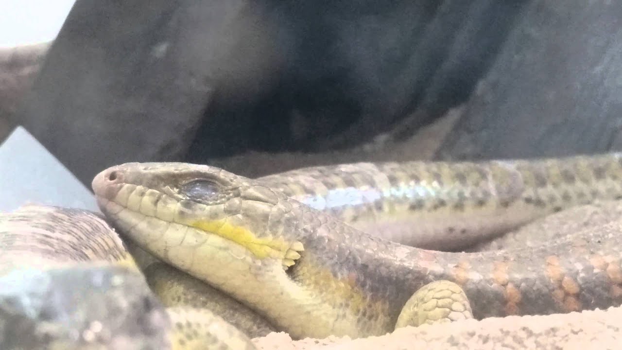 Berber Skink Lizards, Kuwait Zoo at 4K - YouTube