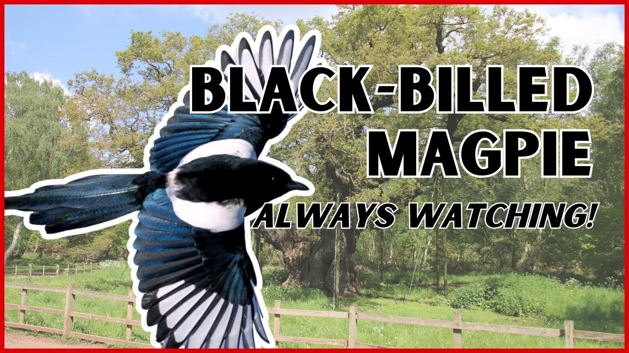 The Black-Billed Magpie: A Clever Thief with a Shiny Secret! - YouTube