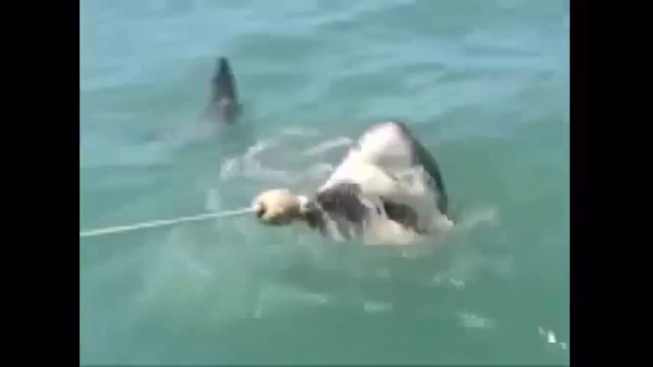 shark attack human real - shark attack - YouTube