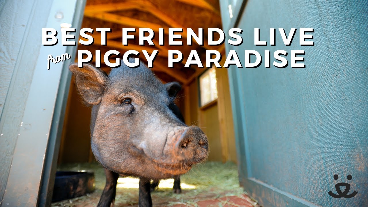 Pig sounds to celebrate National Best Friend Day | Live from Best ...