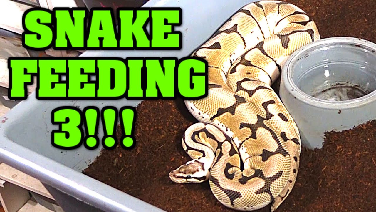 FEEDING MORE SNAKES!! Here you will see some that will be breeding, and ...