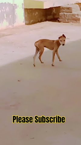 😄Kyut Pappy dog 🐕 - YouTube