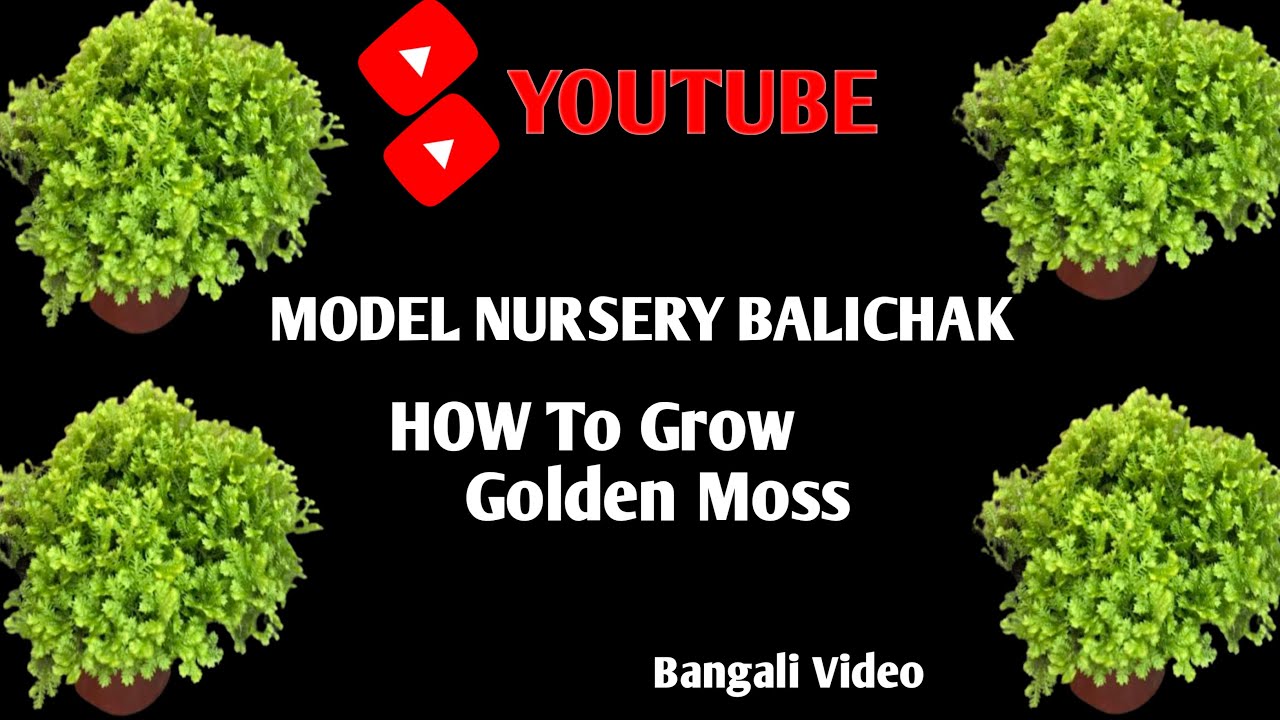 How to grow golden moss \\Model nursery balichak - YouTube