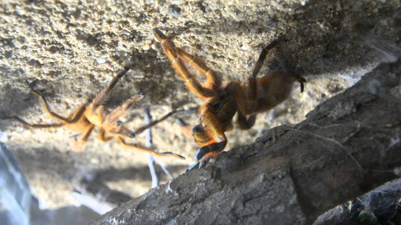 pterinochilus murinus RCF - YouTube
