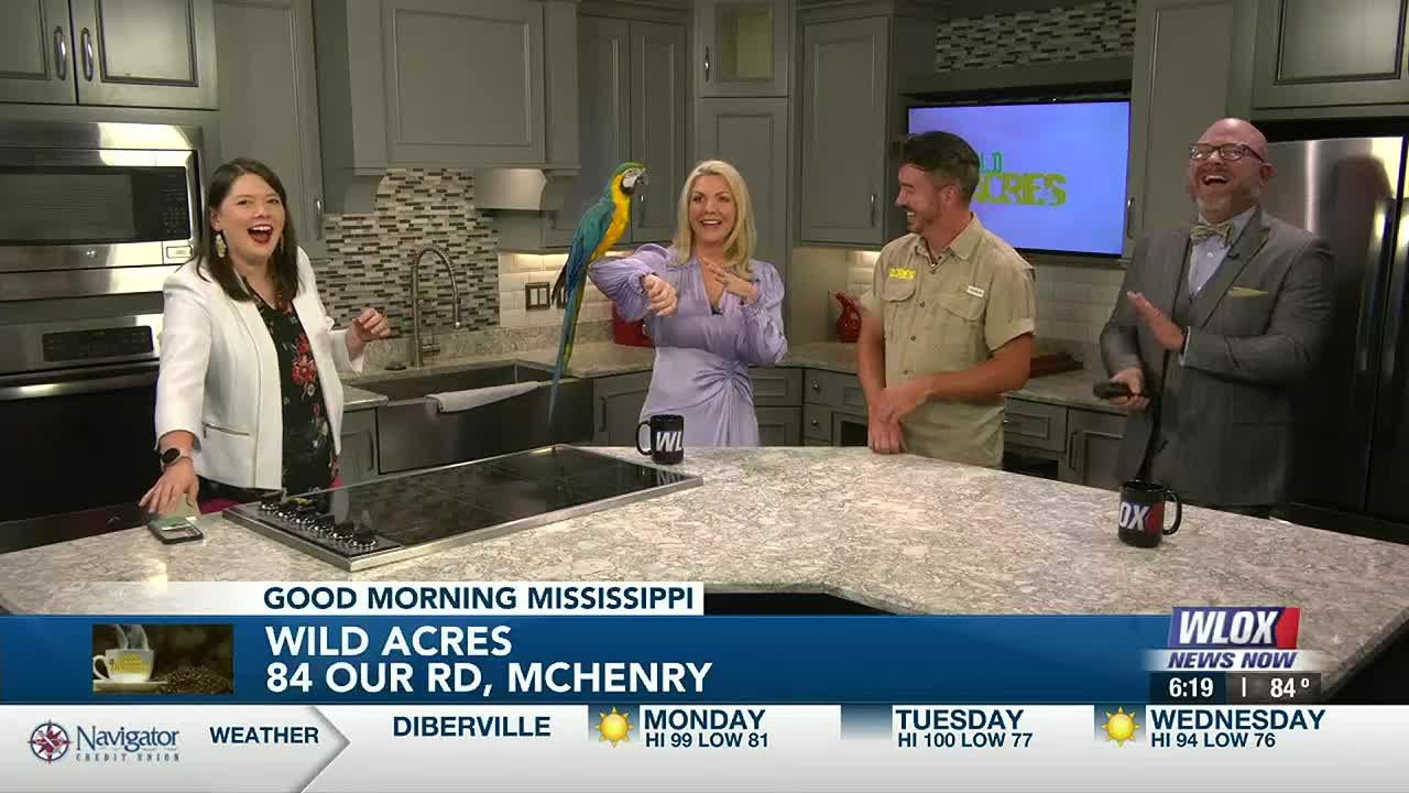 Colorful Caillou the Macaw visits the GMM set - YouTube