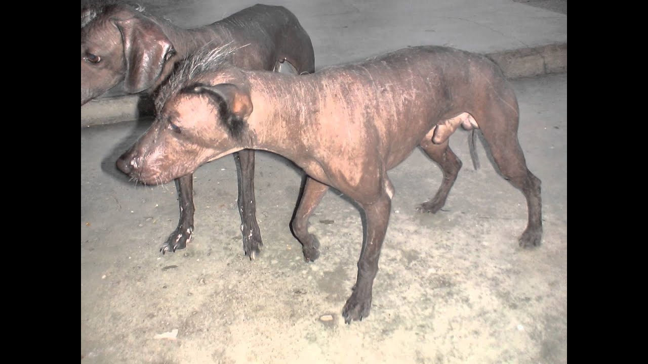 Cuban Hairless Dogs for Sale - YouTube