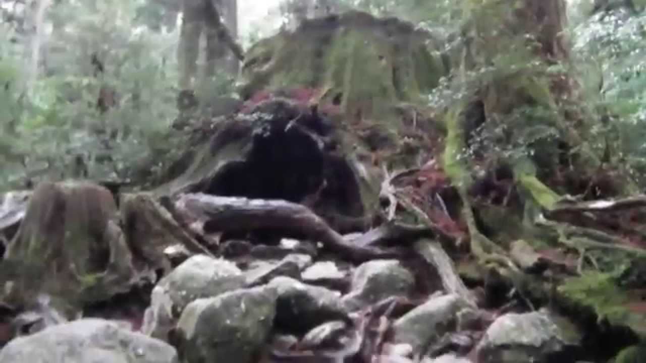ウィルソン株 外観 屋久島 縄文杉登山 Yakushima Jōmon Sugi climbing Wilson stump - YouTube