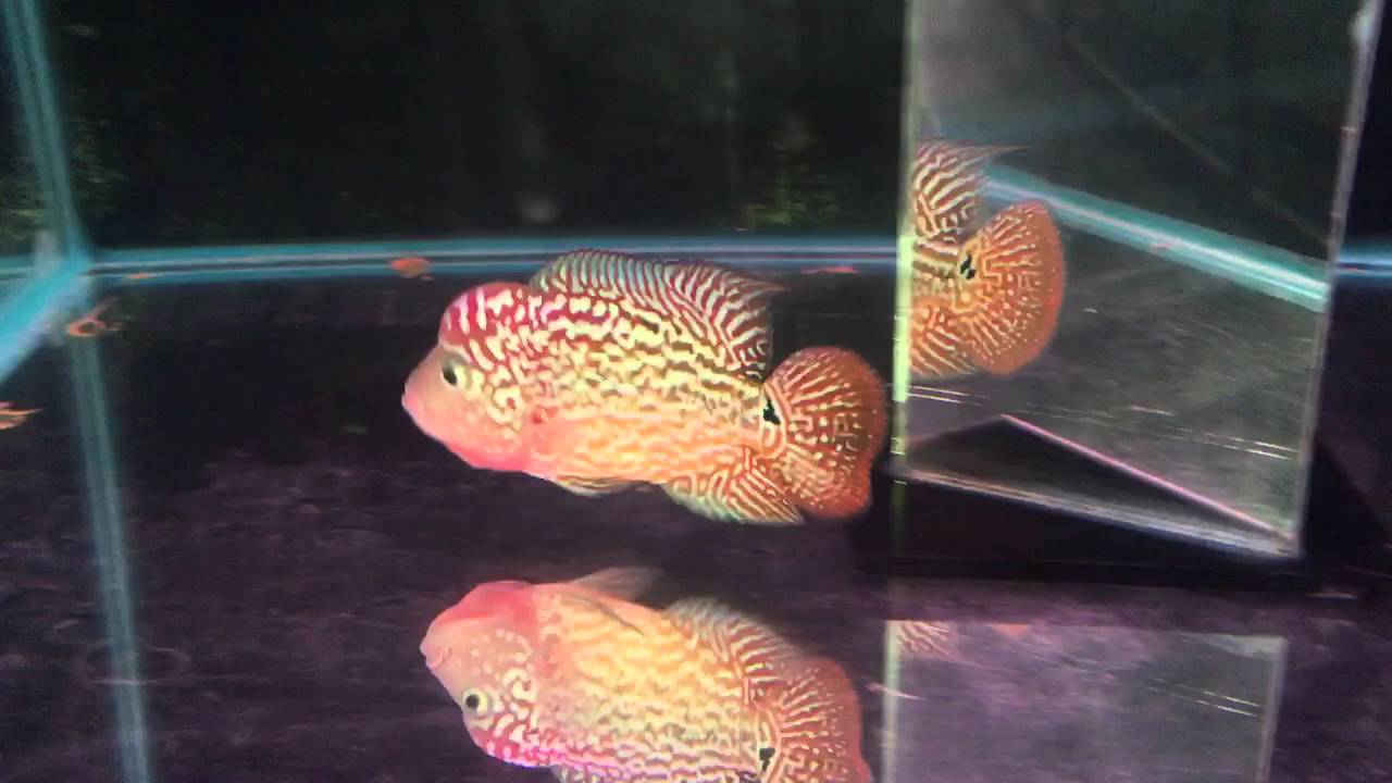 VIP Grade Super Red King Kamfa 2.5 inch - YouTube