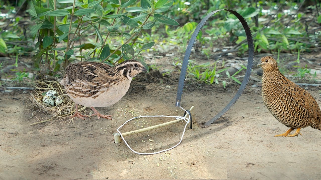 Easy Unique Quail Trap Using a saw - Simple Bird Trap That Work 100% ...