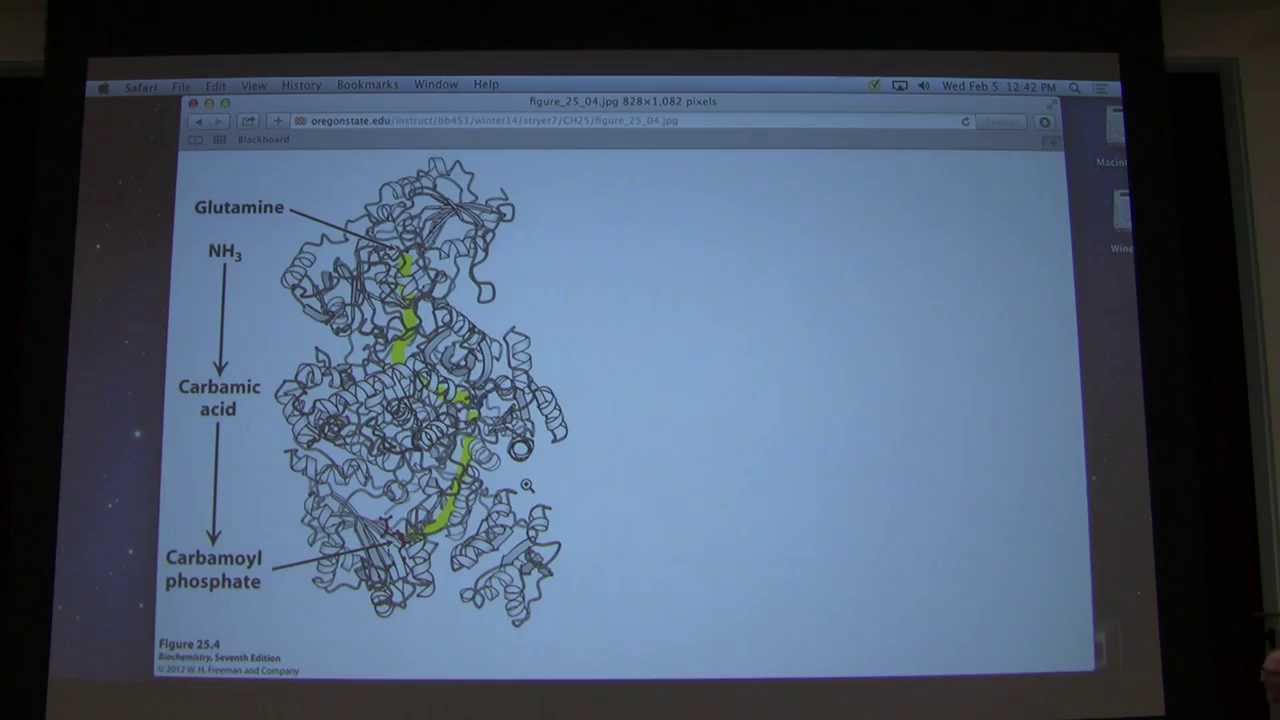 38 Kevin Ahern's Biochemistry Prostaglandins and Nucleotide Synthesis ...
