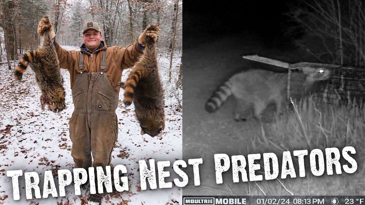 Trail Camera Tactics for Trapping Nest Predators - YouTube